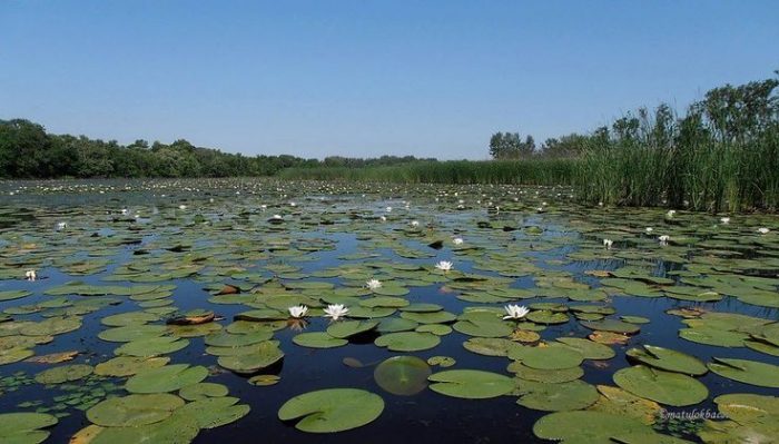 Стајаће и текуће воде - тест - Provere znanja