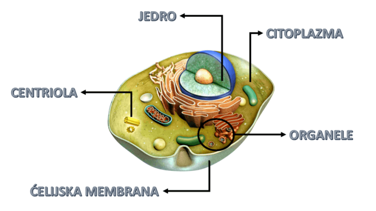 Biologija: Osobine živih bića - test (5.r.) - Provere znanja