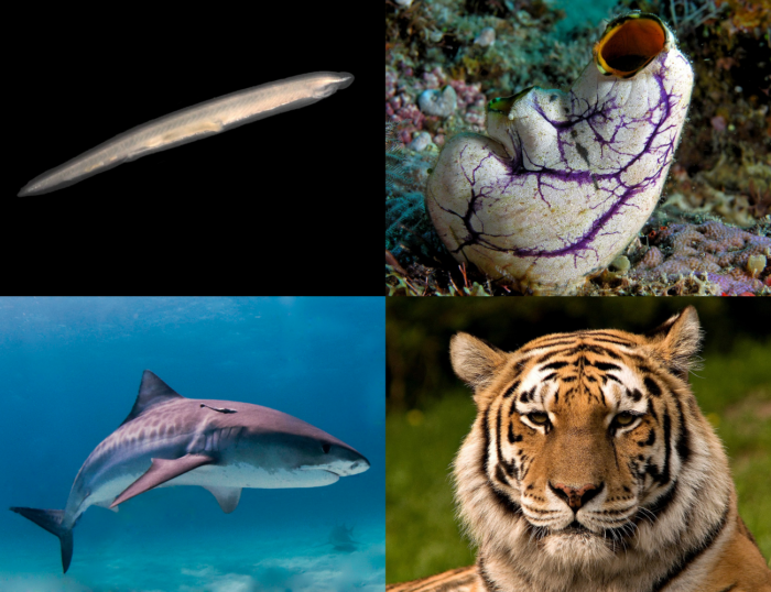 Hordati I- Test za 6. razred - Provere znanja