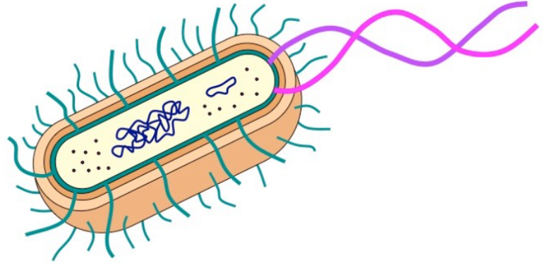 Jedro, DNK i geni - test za 7. razred - Provere znanja