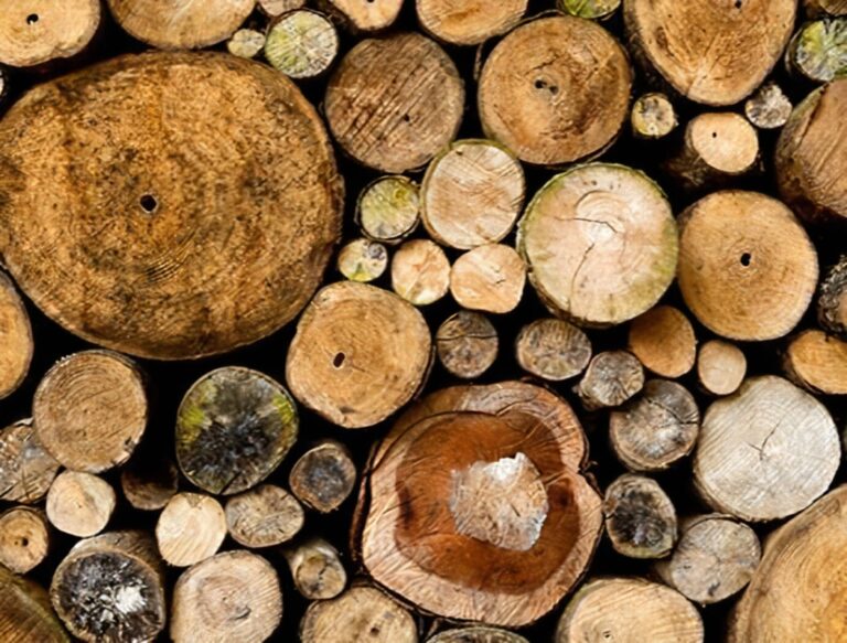 Tehnologija prerade i obrade drveta – Test za 5. Razred - Provere znanja