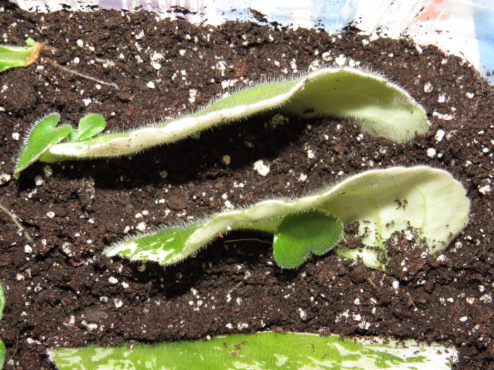 Polno i vegetativno razmnožavanje biljaka II - Provere znanja