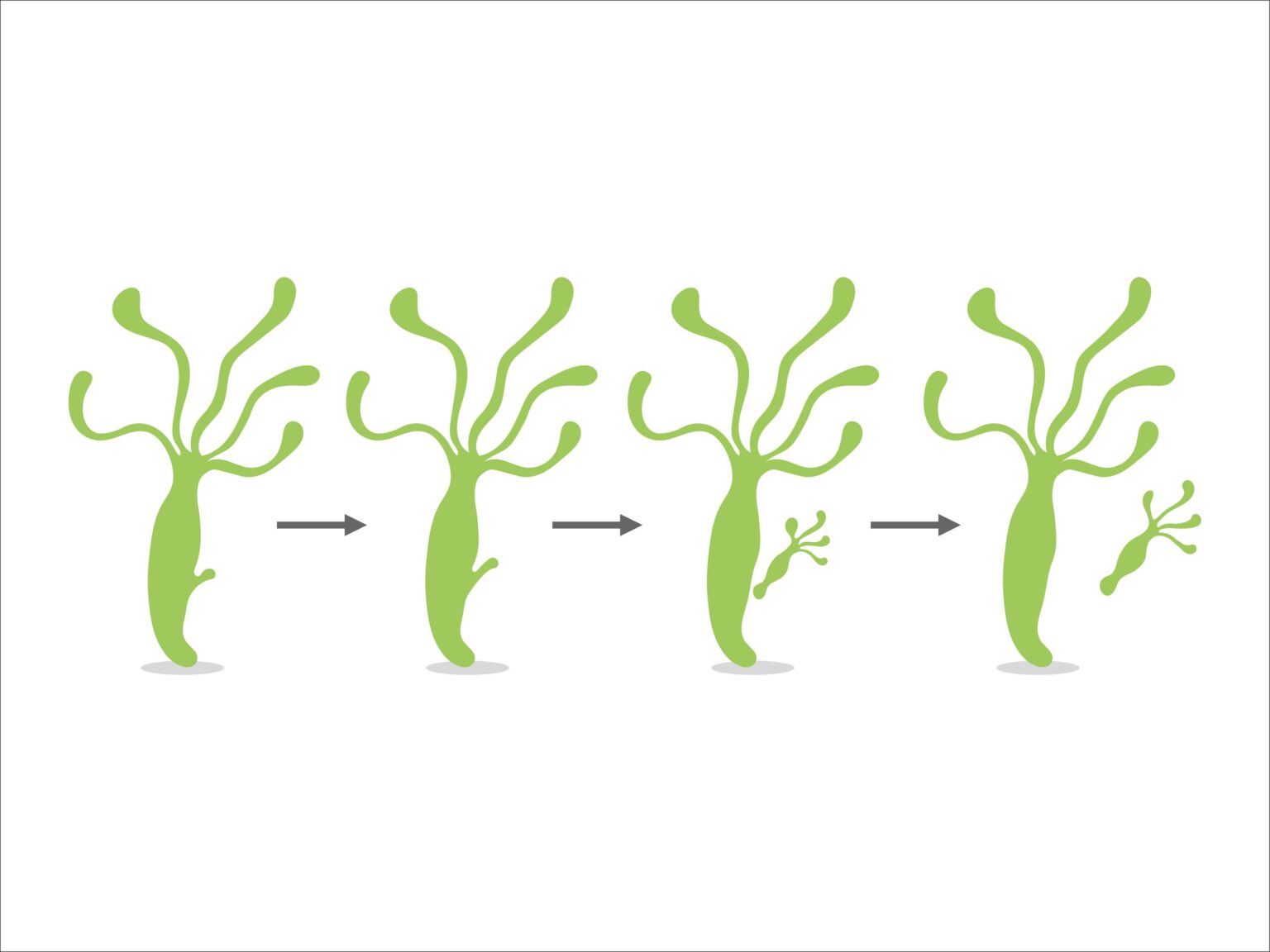 Razmnožavanje i životni ciklusi životinja - Provere znanja