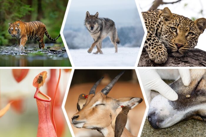 Teorija evolucije i postanak novih vrsta kroz evolucione procese ...