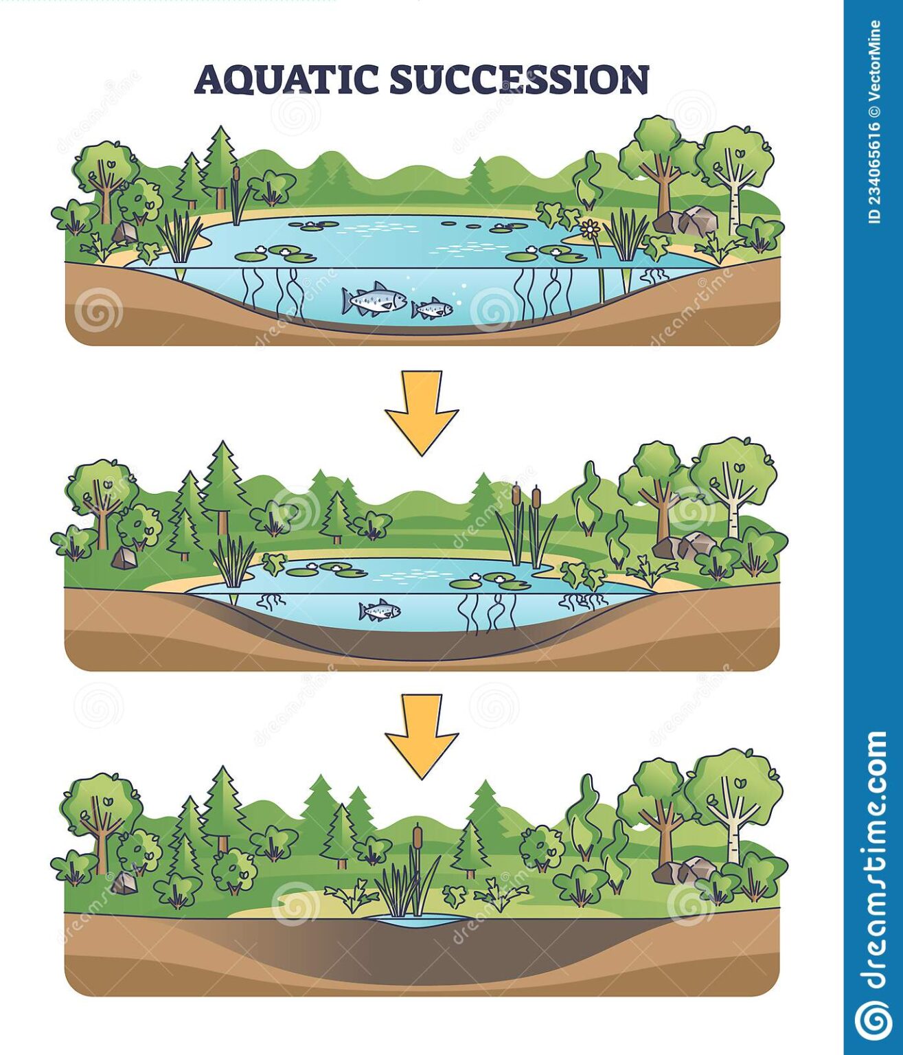 Evolucija i razvoj ekosistema - test (8.r.) - Provere znanja