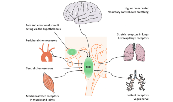Biologija – inicijalni test (8.r.) - Provere znanja