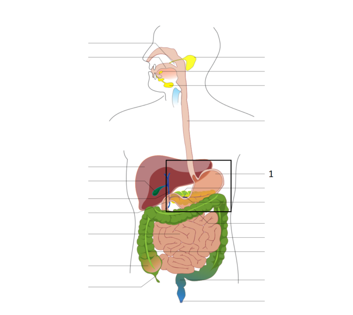 Ishrana, disanje i izlučivanje- sistematizacija (5.r.) - Provere znanja
